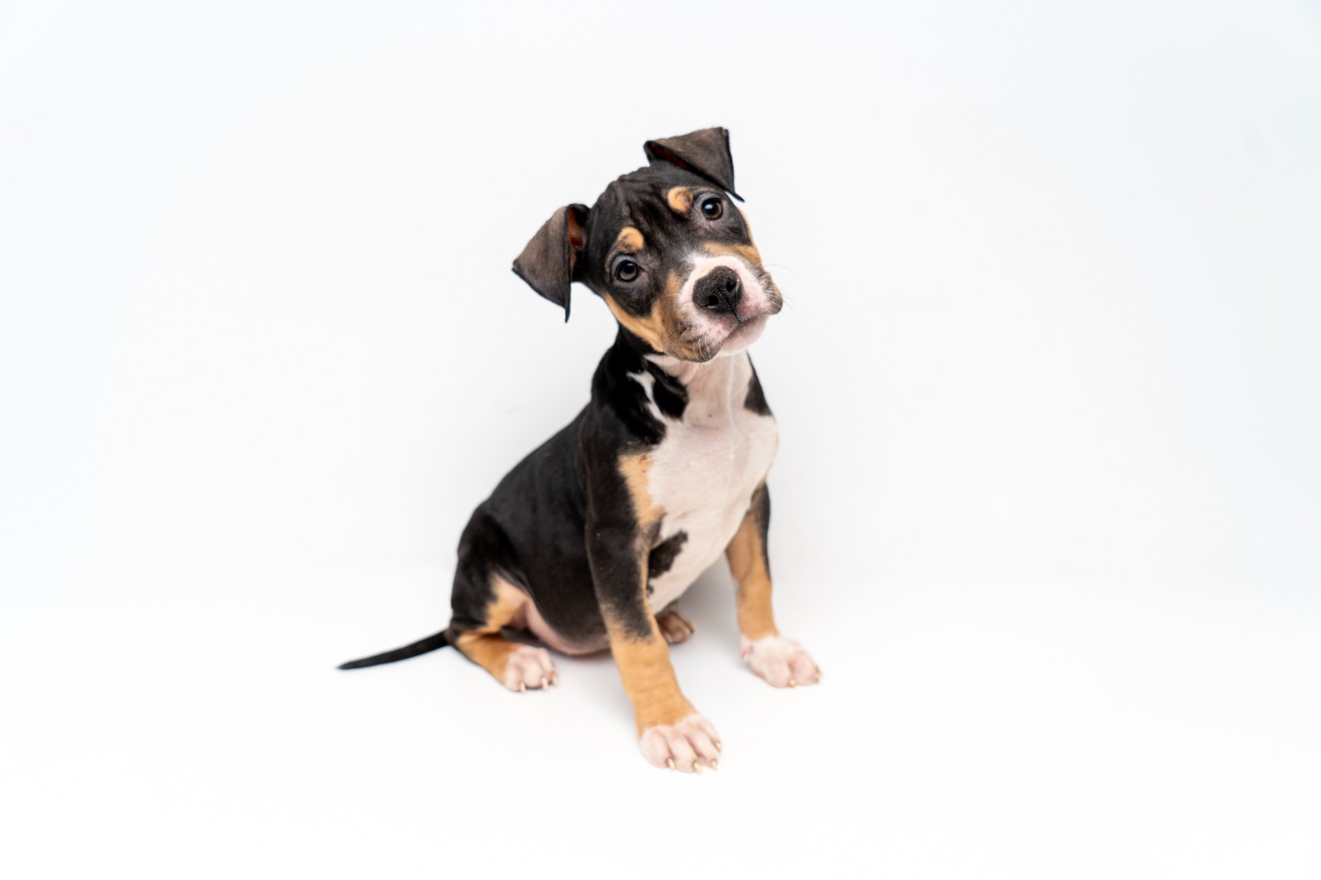Home – Animal Haven