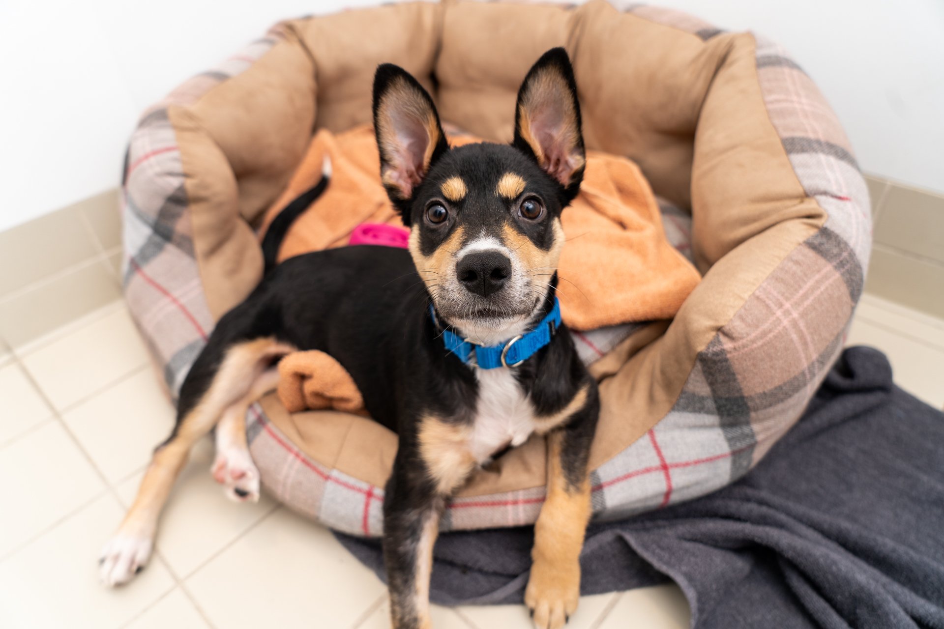 Home – Animal Haven