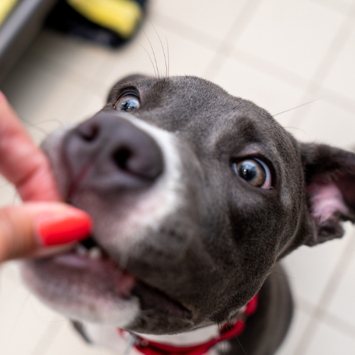 Training & Rehabilitation – Animal Haven