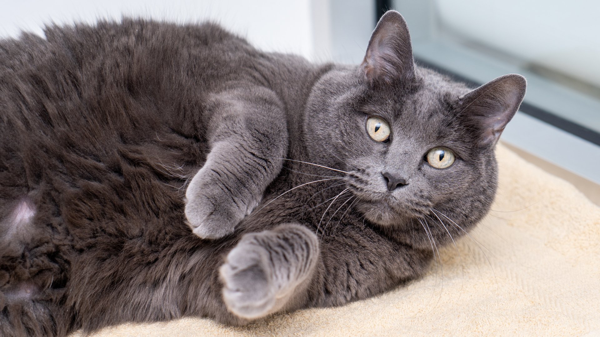 Home – Animal Haven