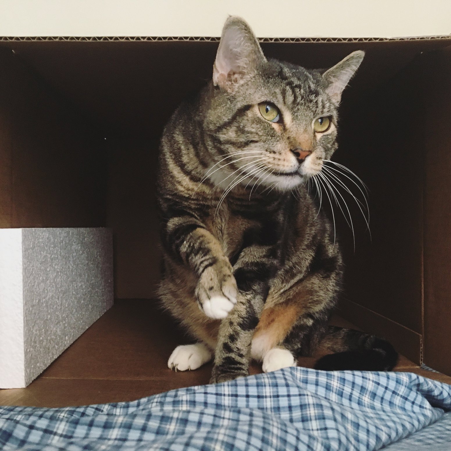 Bill – Animal Haven